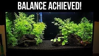Planted Tanks For Beginners | Balancing Your Tank Pt. 2 - Driftwood 4 Us
