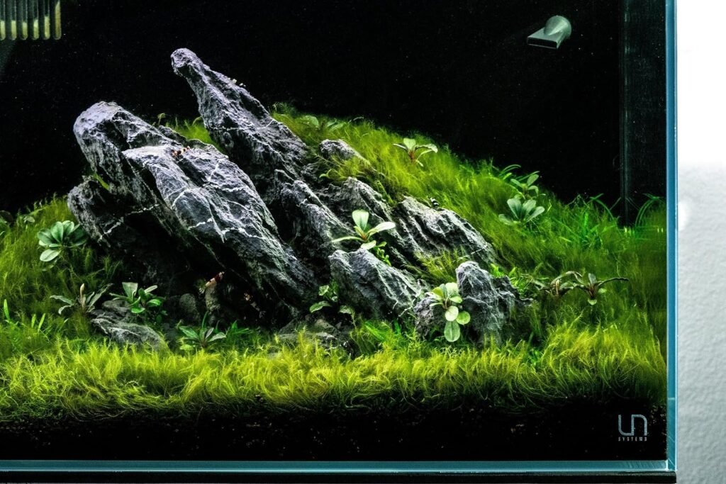 SubstrateSource Live Aquarium Plants on Driftwood Review - Driftwood 4 Us